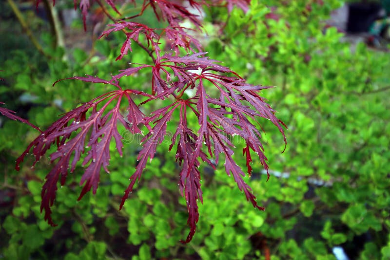 Brown maple leaves stock image. Image of maple, brown - 158862381