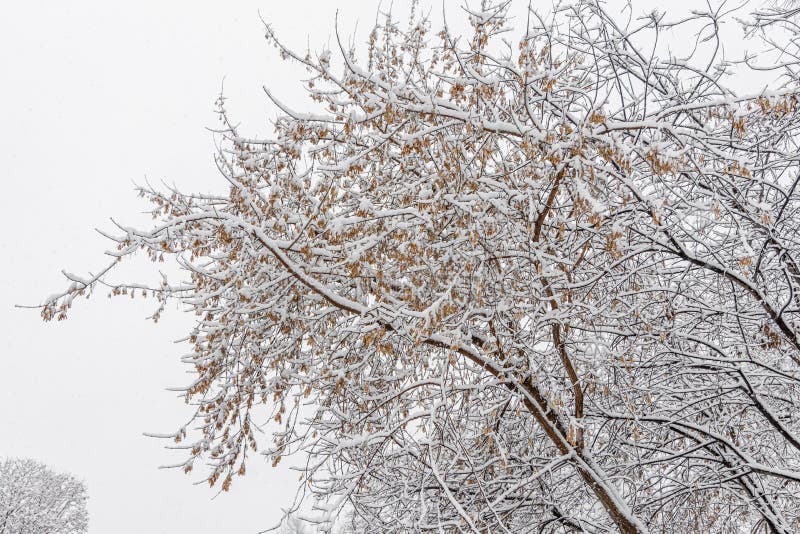 Brown Maple Tree Branches Covered with White Fresh Fluffy Snow are in ...