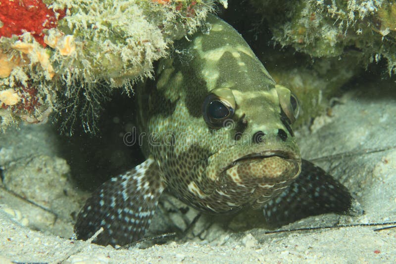 Brown-marbled grouper stock image. Image of epinephelus - 29149245