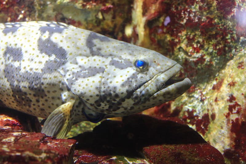Brown-marbled grouper stock image. Image of thailand - 76852067