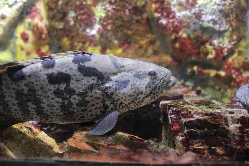 Marbled Grouper, Ocean and Coral Stock Photo - Image of surface, rays ...
