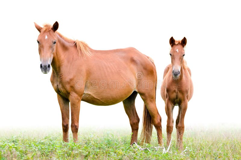 Mare and Foal with Brown White Stock Image - Image of fauna, horse ...