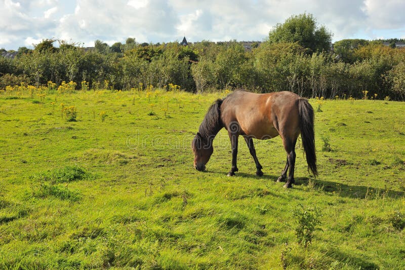 Brown Mare Face from Side Close Up Stock Photo - Image of irish, female ...