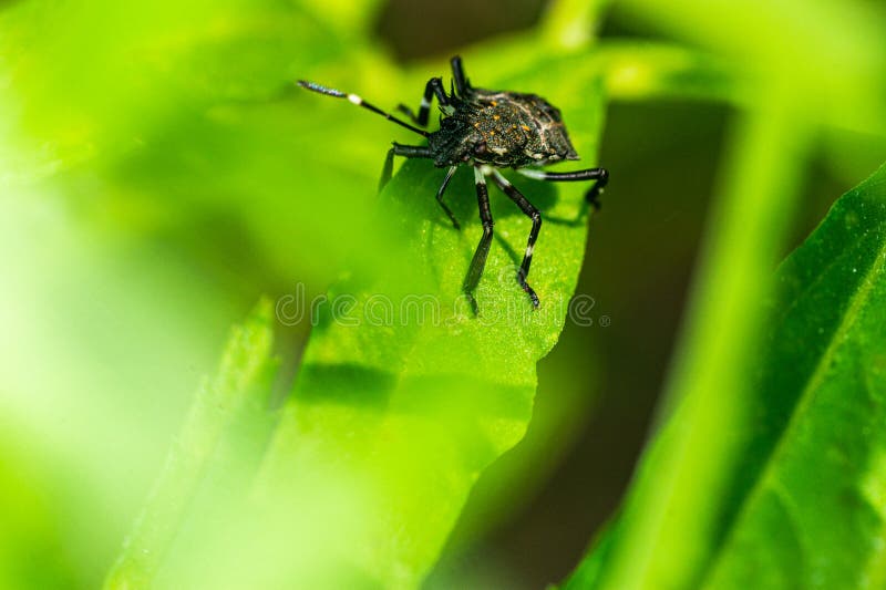 The Brown Marmorated Stink Bug Stock Photo - Image of farm, damage ...