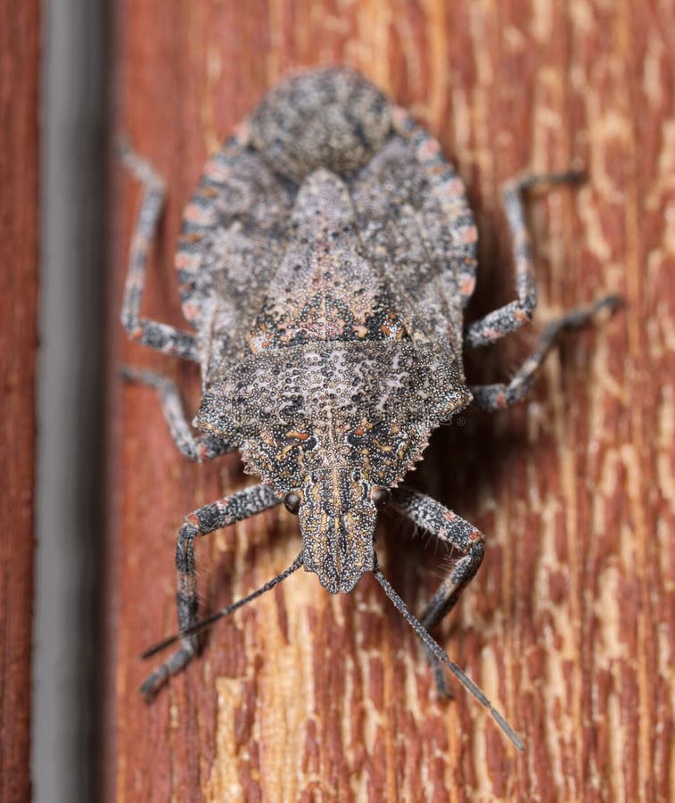 Brown Marmorated Stink Bug stock photo. Image of halyomorpha - 113950514