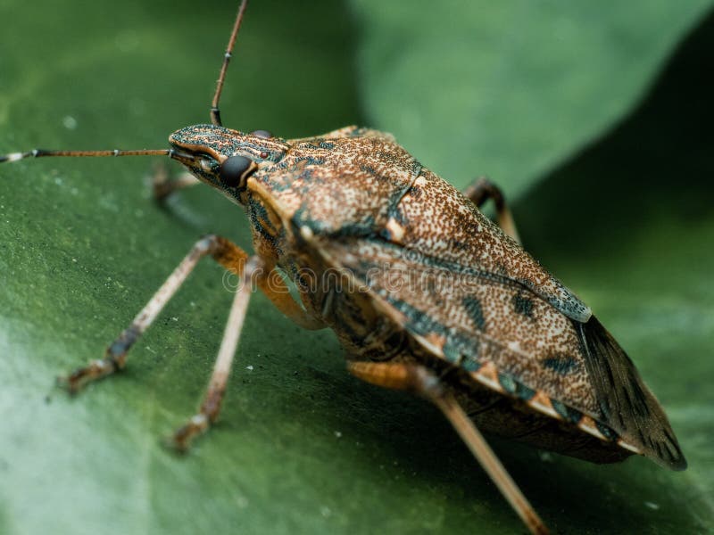 Brown Marmorated Stink Bug stock photo. Image of insect - 344228598