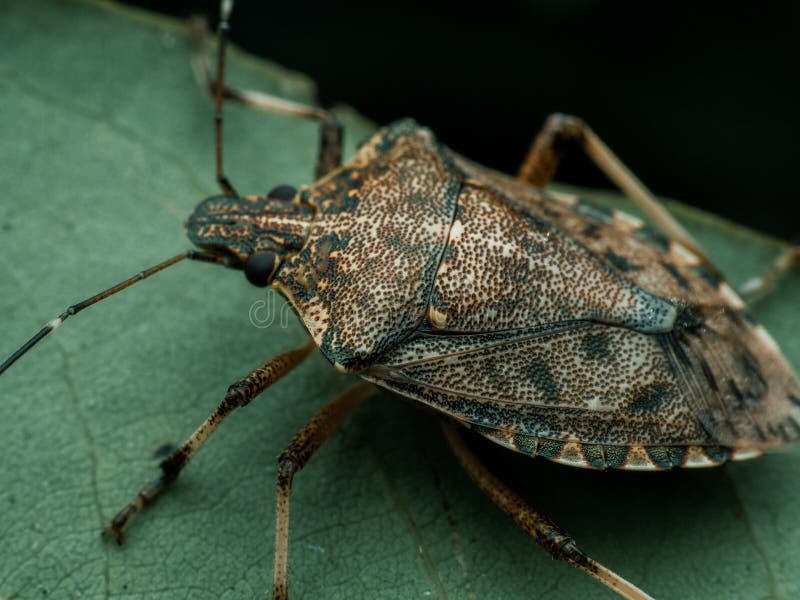 Brown Marmorated Stink Bug stock photo. Image of leaf - 344228616