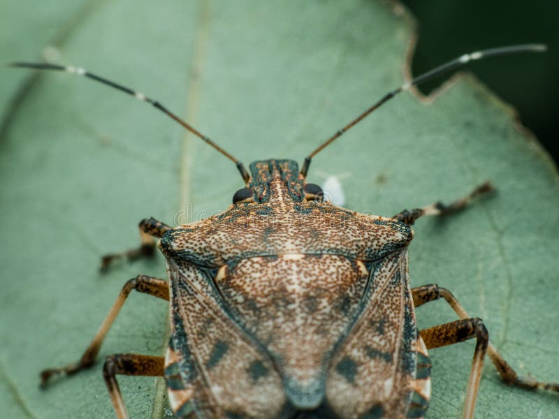 Brown Marmorated Stink Bug stock image. Image of colours - 344228641