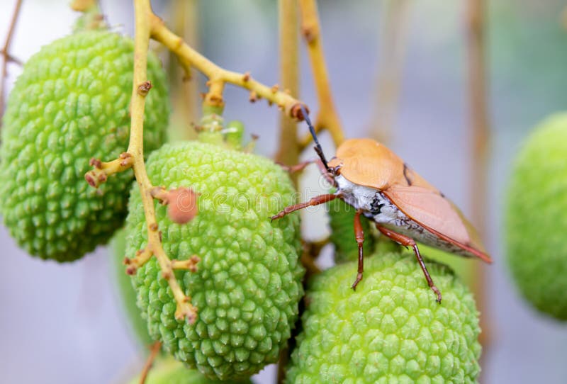 Brown Marmorated Stink Bug Halyomorpha Halys on Green Lychee Fruits ...