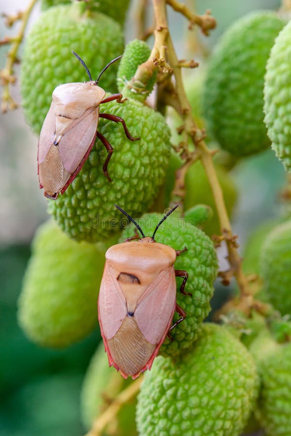 Brown Marmorated Stink Bug Halyomorpha Halys on Green Lychee Fruits ...
