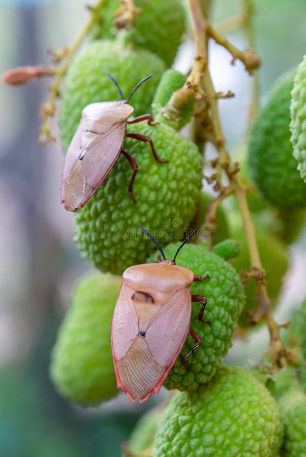 Brown Marmorated Stink Bug Halyomorpha Halys on Green Lychee Fruits ...