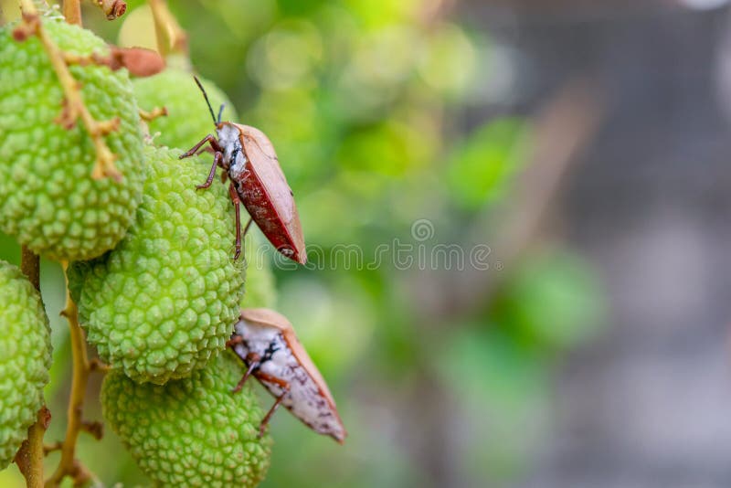 Brown Marmorated Stink Bug Halyomorpha Halys on Green Lychee Fruits ...