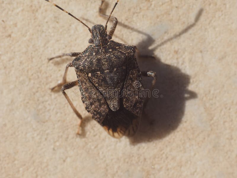 Brown marmorated stink bug stock image. Image of bmsb - 131684707