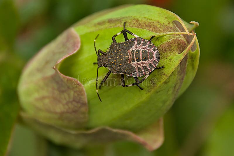 Brown Marmorated Stink Bug - Halyomorpha Halys Stock Image - Image of ...