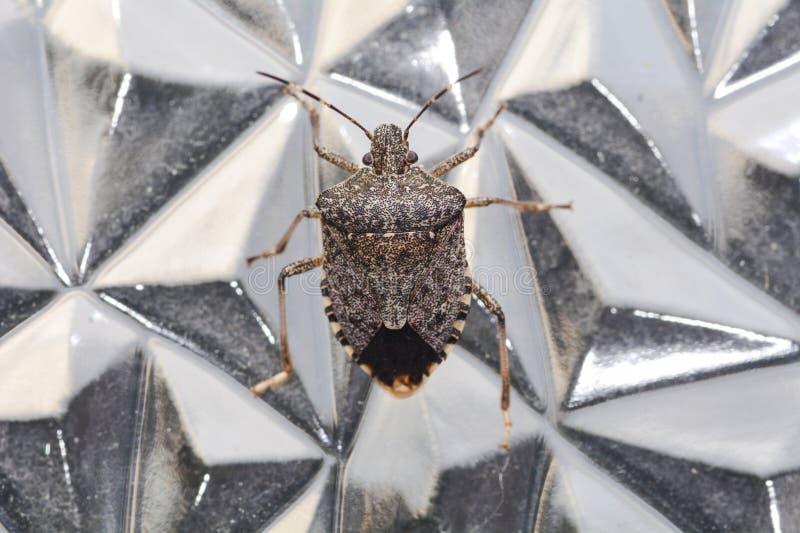 Brown Marmorated Stink Bug - Halyomorpha Stock Image - Image of ...