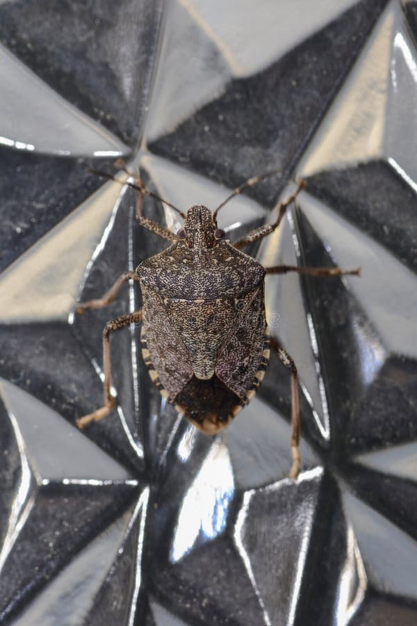 Brown Marmorated Stink Bug - Halyomorpha Stock Photo - Image of ...