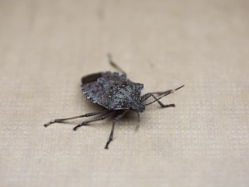 Brown Marmorated Stink Bug Insect Animal Stock Image - Image of ...
