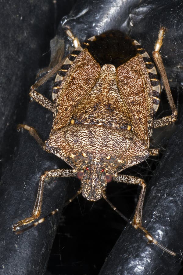 Brown Marmorated Stink Bug Halyomorpha Halys, An Invasive Species From ...