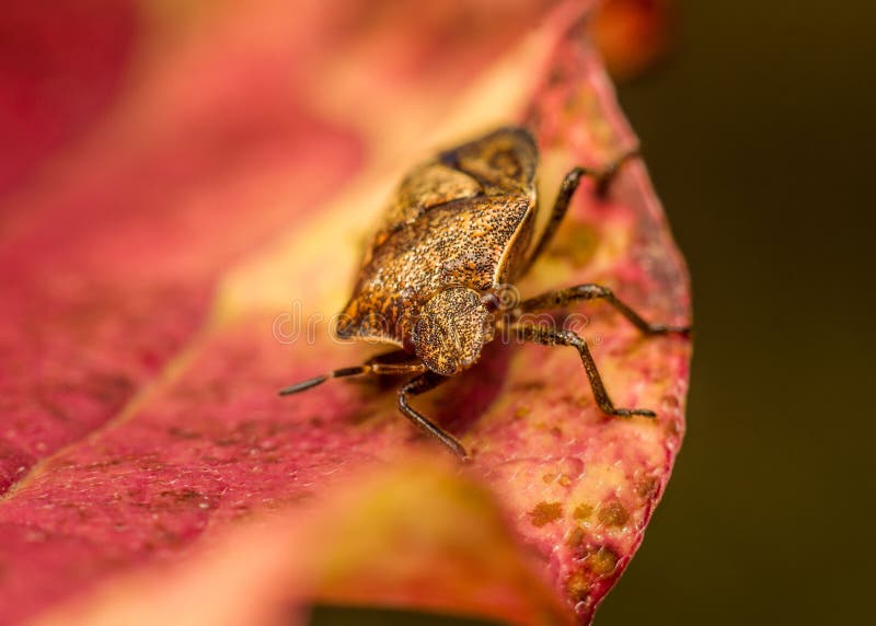 Brown Marmorated Stink Bug Perched Atop a Leaf in an Outdoor ...