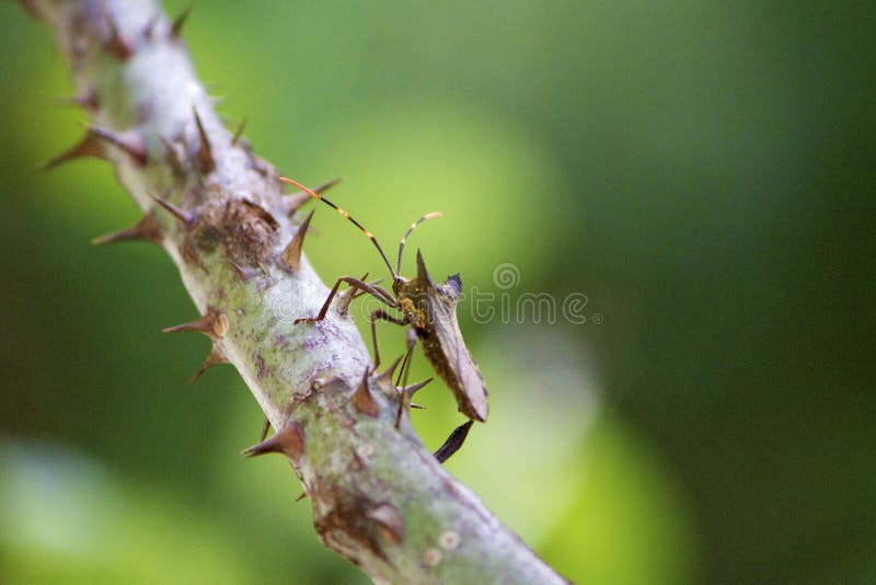 The Brown Marmorated Stink Bug Stock Photo - Image of kenya, stink ...