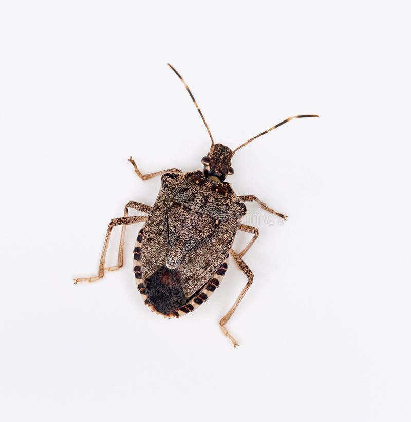 Brown Marmorated Stink Bug or Shield Bug Stock Image - Image of animal ...
