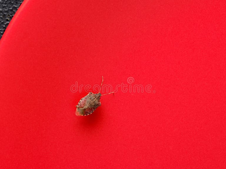 Brown Marmorated Stink Bug Walking on a Red Plate Stock Photo - Image ...