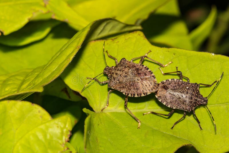 Brown Marmorated Stink Bugs Stock Photo - Image of bugs, invasive ...