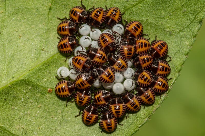 Brown Marmorated Stink Bugs Hatching from Eggs - Halyomorpha Halys Stock Photo - Image of eggs ...