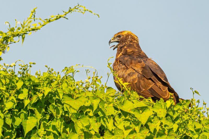 Brown Marsh Harrier Falcon Bird Perched on a Green Bush Stock Photo ...
