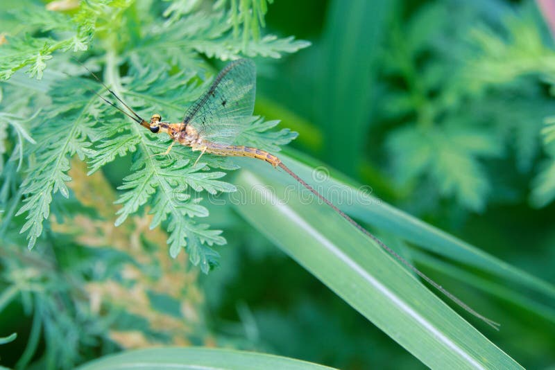 Mayfly stock image. Image of wildlife, life, ephemeroptera - 271857187