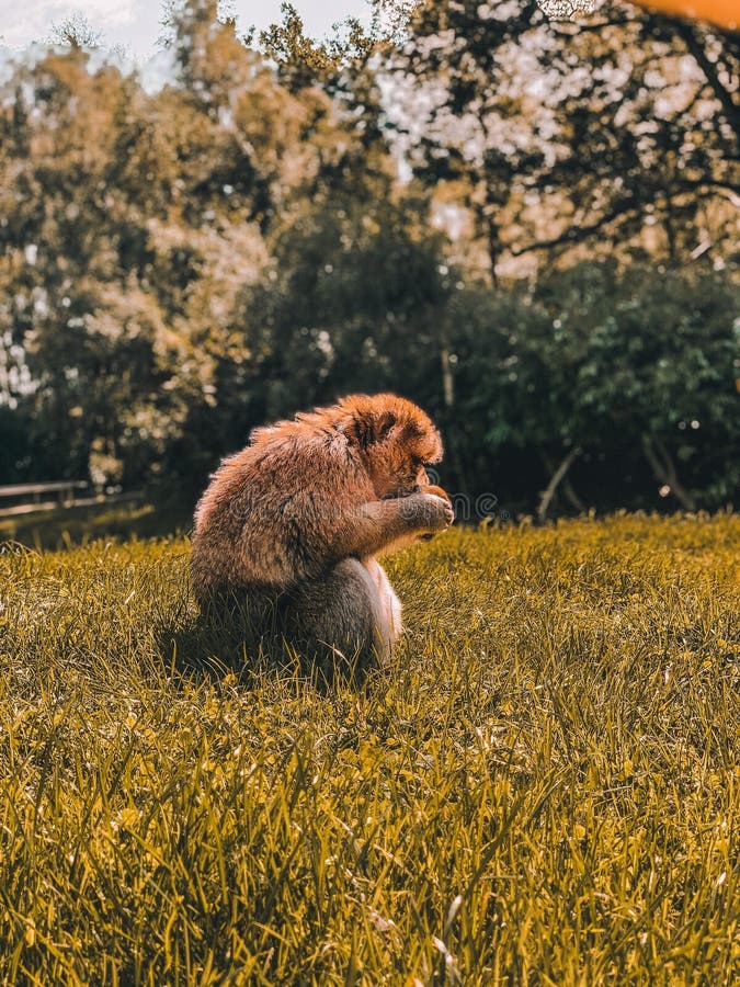 Brown Medium-sized Monkey Sits in Lush Green Grass, Drinking Water ...