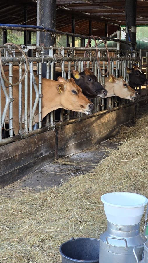 Brown Milk Cows during Feeding Stock Image - Image of brzowe, mleczne ...