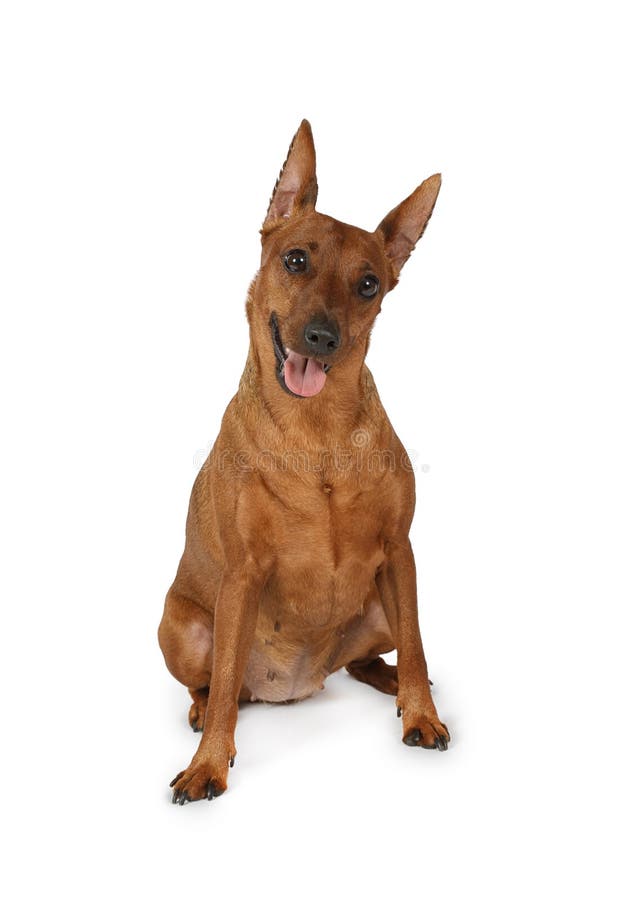 Brown Miniature Pinscher, in a Yellow Leash. the Owners Yellow Boots ...