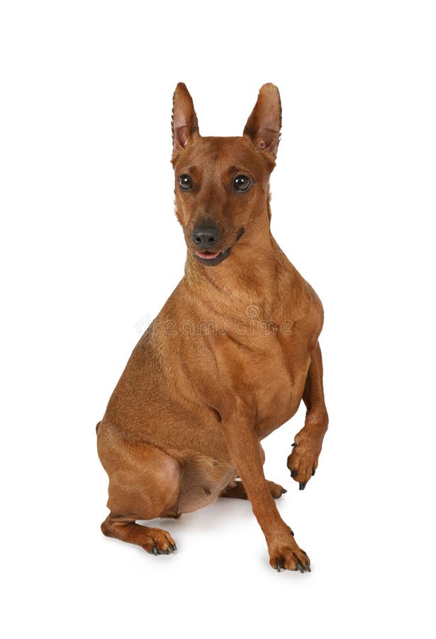 Brown Miniature Pinscher Puppy Sitting on a Wooden Floor at Home. Top ...