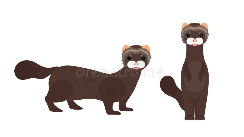 Brown Mink. Mink in a Flat Style. Isolated, Vector. Stock Vector ...