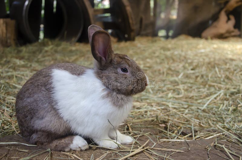 Brown Mix White Rabbit on Grass, Farm Rabbit, Easter Bunny Stock Image ...