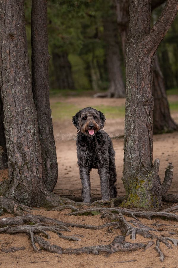 Brown Mixed Breed Dog Standing between Trees Stock Image - Image of ...