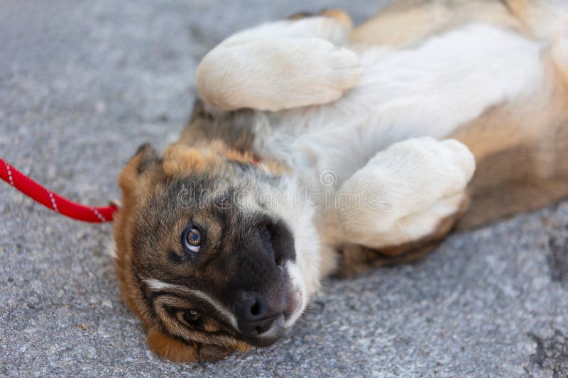 Brown Mixed-breed Mutt Puppy Dog Lying on Back Stock Photo - Image of ...