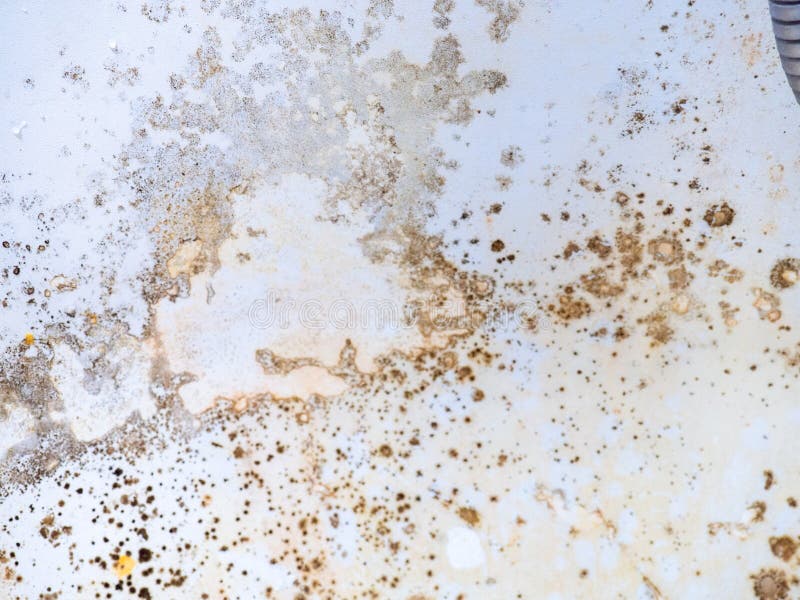Brown Mold on White Bathroom Enamel. Bacteria House Concept Stock Photo ...