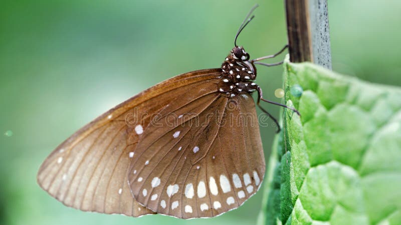 Brown monarch butterfly stock photo. Image of animal - 191428058