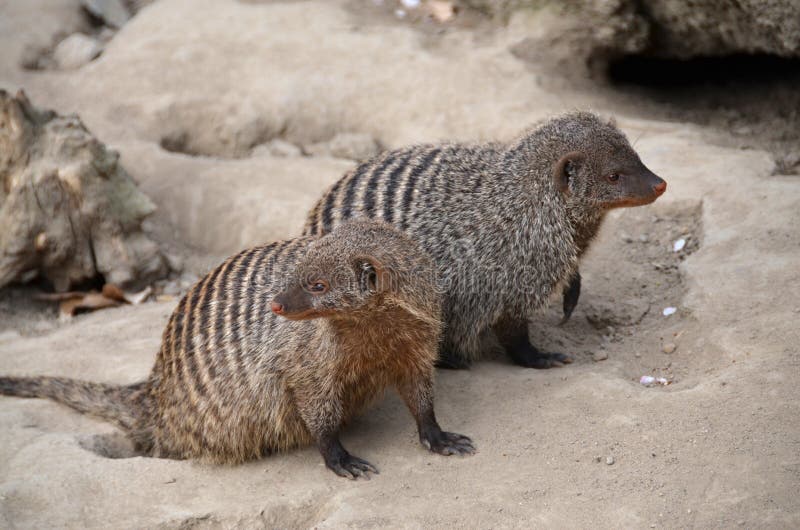 Brown Mongoose Bred in Captivity Stock Photo - Image of wild, claws ...