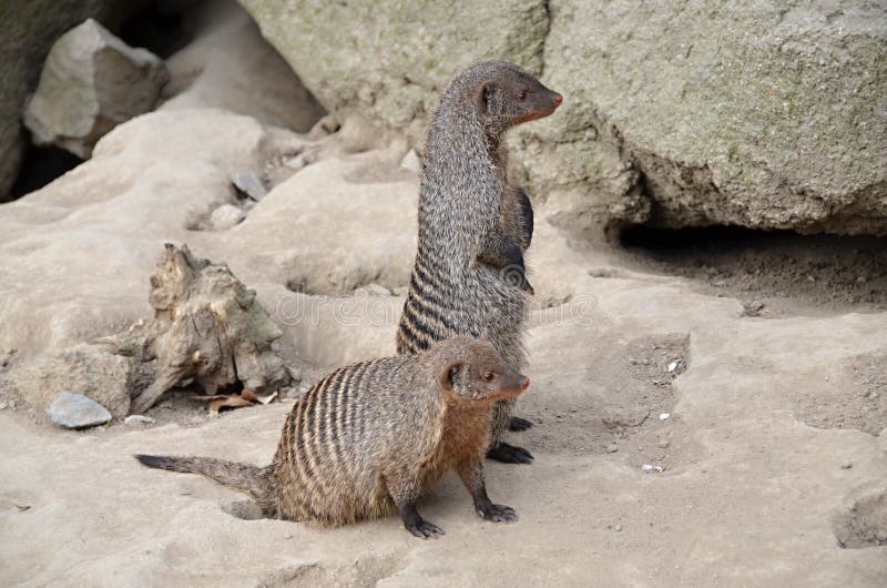 Brown Mongoose Bred in Captivity Editorial Photo - Image of long, brown ...