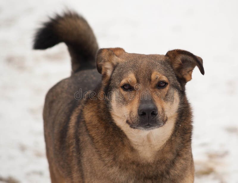 Brown Mongrel Dog Going on Snow Stock Image - Image of tyke, pets: 69150501