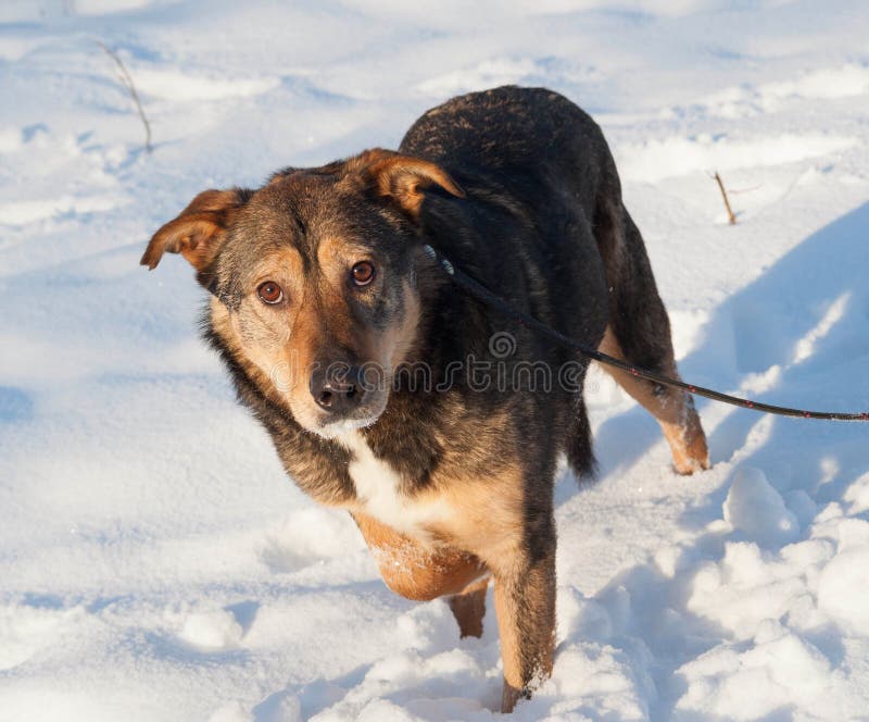 Brown mongrel dog in snow stock photo. Image of mutt - 69151066