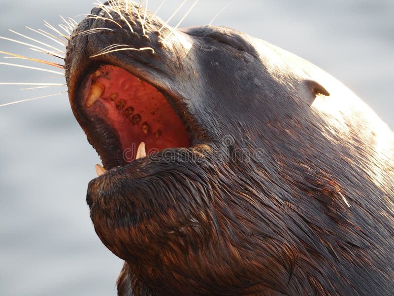 Brown Monk Seal with Its Mouth Open Stock Photo - Image of face, monk ...
