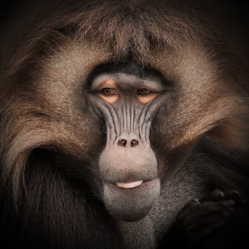 Brown monkey stock image. Image of monkey, animal, close - 156694517
