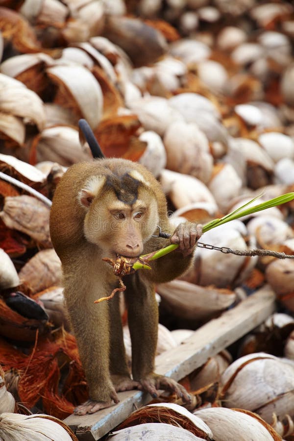 Brown monkey and coconut stock photo. Image of diet, macro - 39745968