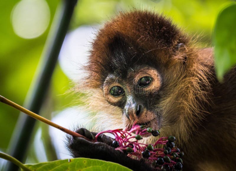 Brown Monkey Eating Berries Stock Image - Image of tree, eyes: 268087167
