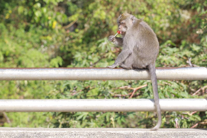 Brown monkey eating candy stock image. Image of branch - 195687679