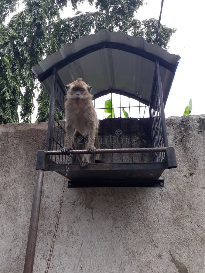 Brown Monkey with His House Stock Photo - Image of pets, brown: 171079646